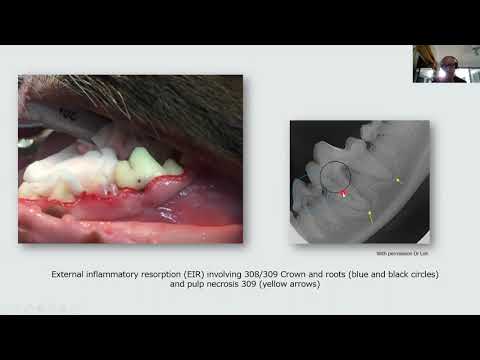 Dental Radiology: Tooth Resorptions in Dogs | iM3