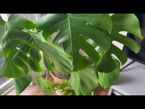 Monstera - Cutting Off Aerial Roots