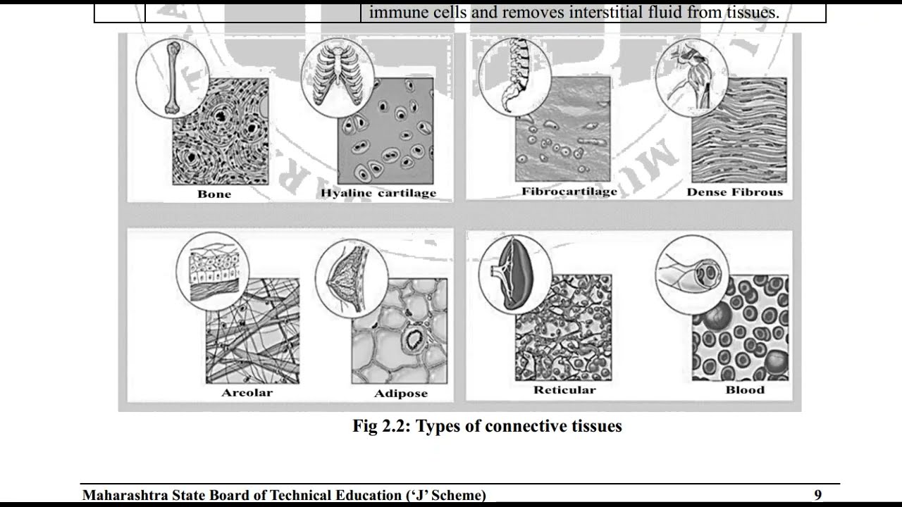 HAP Experiment 2 | Study of Human Tissues | Bright Pharma |