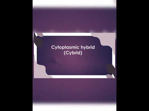 Cybrid (cytoplasmic hybrid) hybrid cell