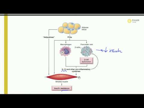 Pathophysiology of insulin resistance – !اِفهم