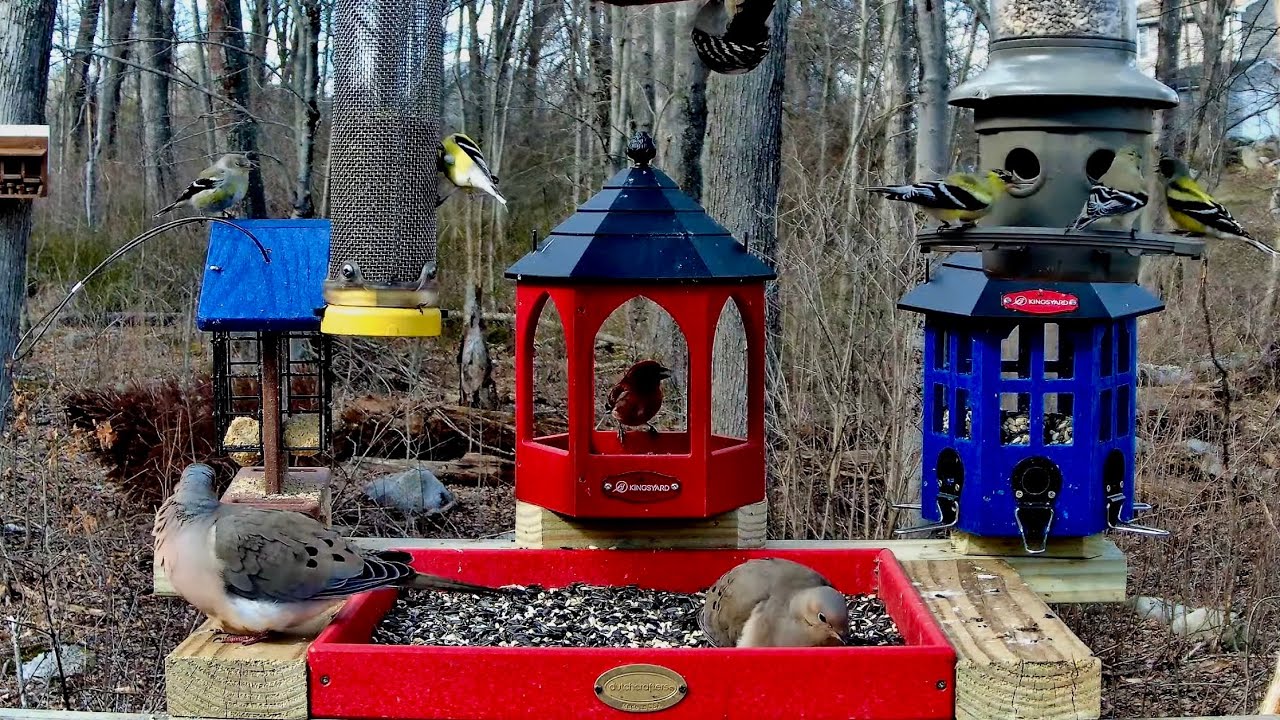 4K Live   Bird Feeder cam - Finches,  Rose-Breasted Grosbeaks, Cardinals, Orioles & more