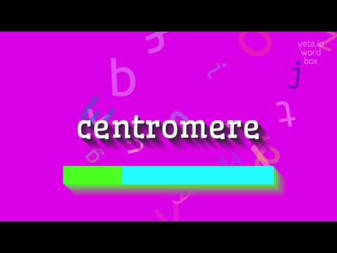 How to say "centromere"! (High Quality Voices)