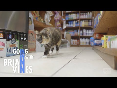 Bodega Cat Battle Rages Citywide | Going In with Brian Vines | Ep 405