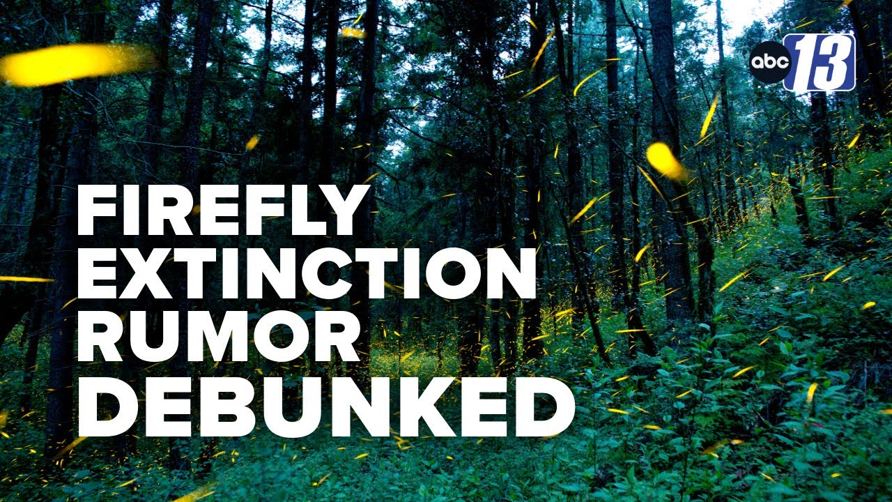 Firefly extinction rumors debunked: Experts say sightings likely for generations to come