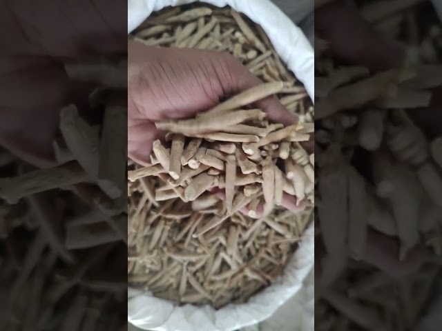 Dry Ashwagandha roots - Ashwagandha Roots Gatta Wholesale Trader from ...