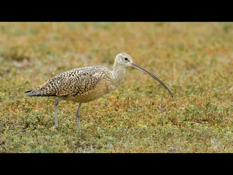 Tracking Nongame Birds Species - NDGF - 02-20-2025