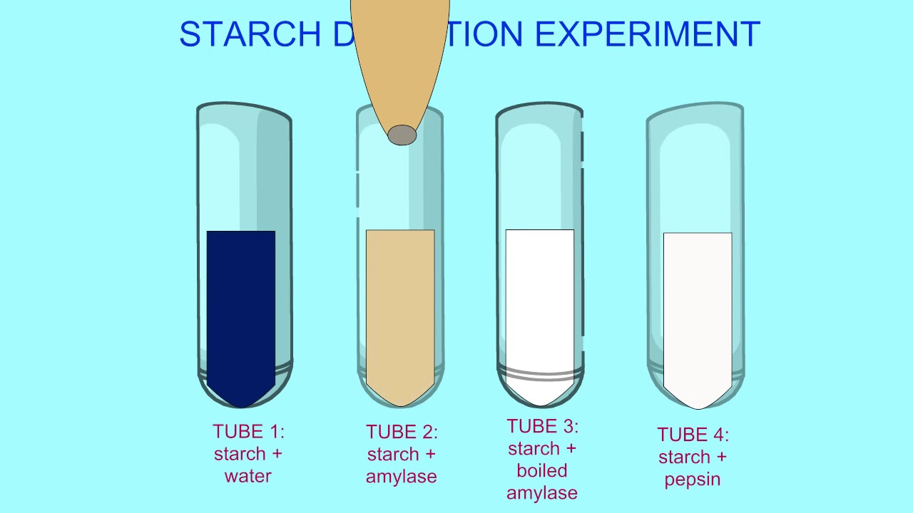starch digestion 1