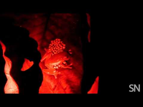 Just a few hours of motherly attention help glass frog eggs survive | Science News