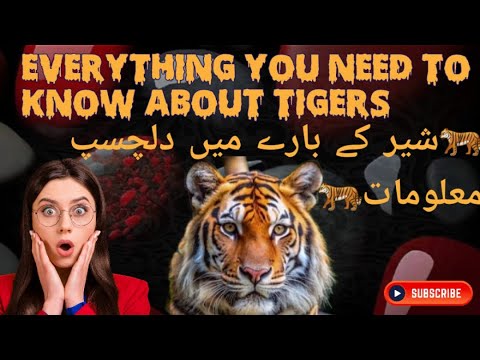 Tiger🐅🐅(شیر کے بارے میں دلچسپ معلومات)