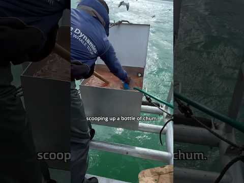 What is in CHUM? (Shark Bait) #travel #shark #sharks #fishing #nature #adventure #explore #africa