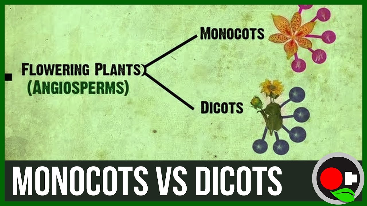Monocots vs Dicots Explained