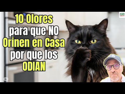 😼10 ODORS to stop CATS from urinating in the HOUSE because they HATE them 🍋EFFECTIVE NATURAL REPE...