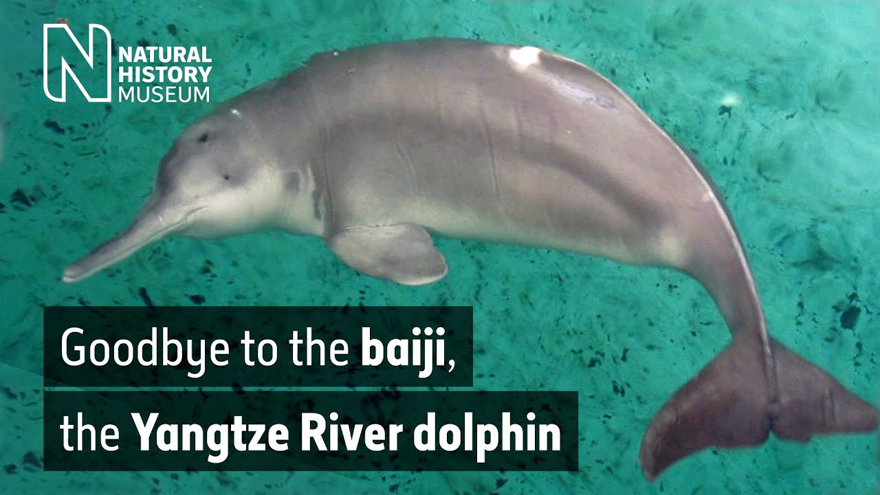 Goodbye to the baiji, the Yangtze River dolphin | Natural History Museum