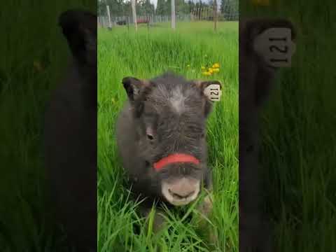 Bounding Baby #pet #shorts #muskox