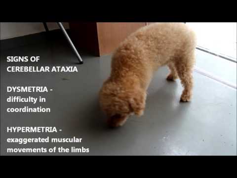 Neurological Disease. Cerebellar Ataxia in an older poodle