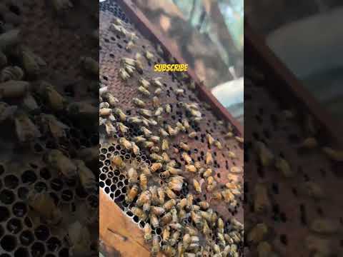 BEE KIND ❣️ L#viralvideo #viralreels #viralshorts #instagram #song #80smusic #beehive #beecolony