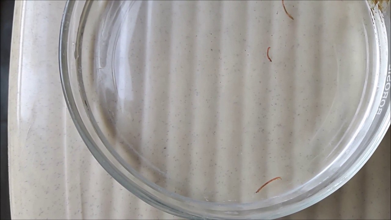 Bloodworm ~ Chironomidae ~ Larvae of Midge Fly