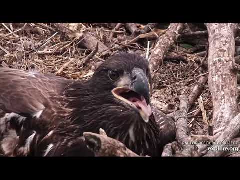 Trempealeau Eagles 6-20-25 TE3 closeups