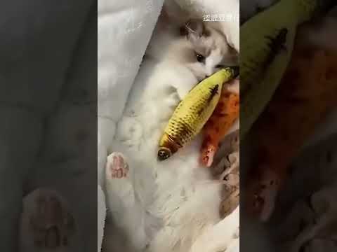 cat and kitten and noodle