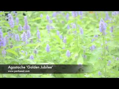 Agastache 'Golden Jubilee'