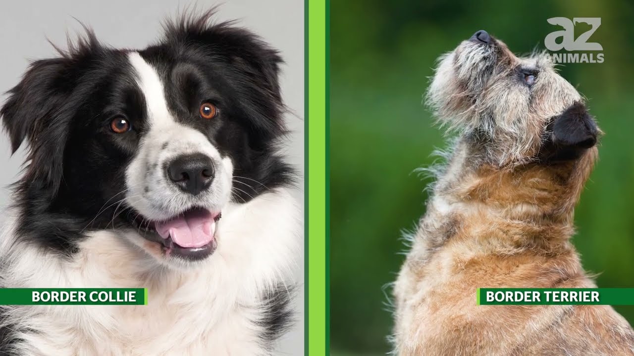 Border Terrier vs Border Collie: What Are The Differences?