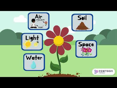 The Needs of a Plant for Kids | What do Plants Need to Survive?