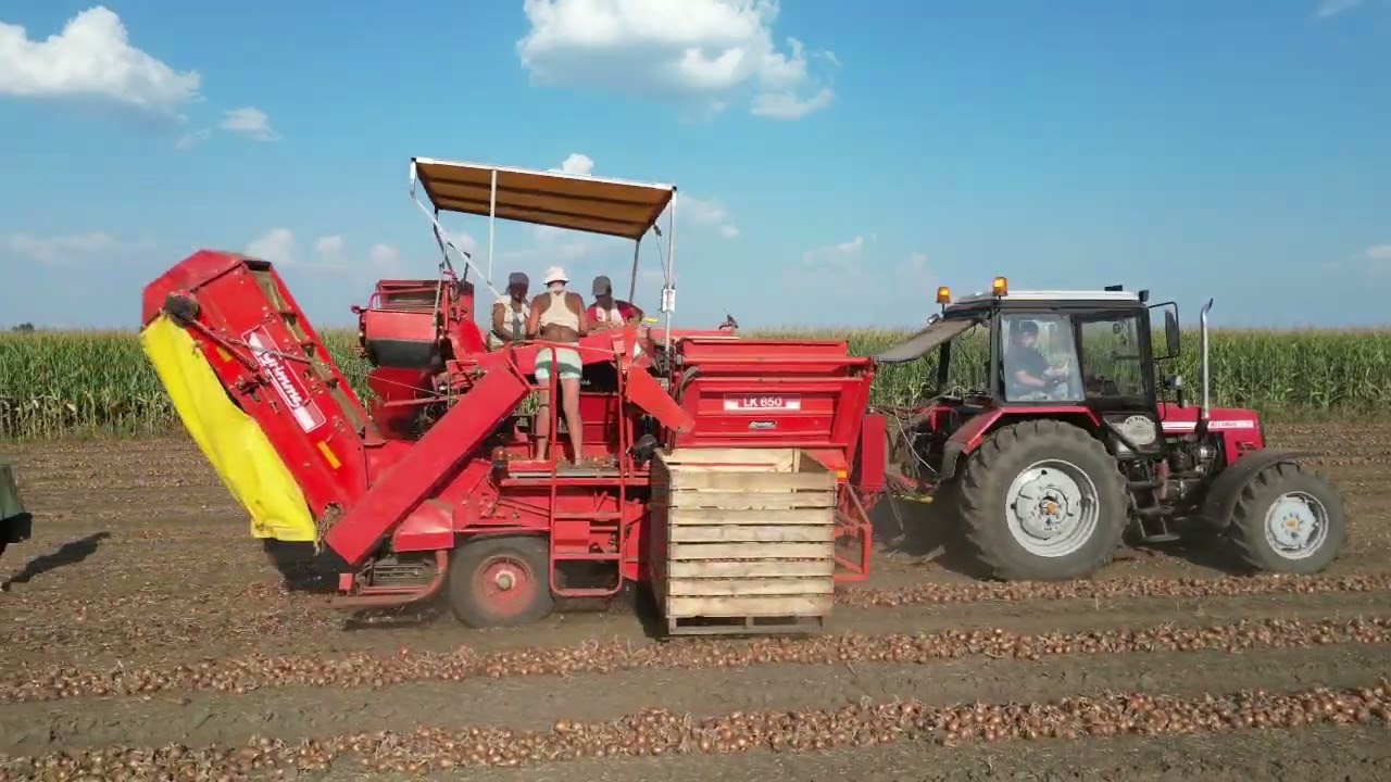 ☆PG Bikikić-Sirig☆ sakupljanje luka 2023/harvest onion 2023. BELARUS 892&GRIMME LK 650