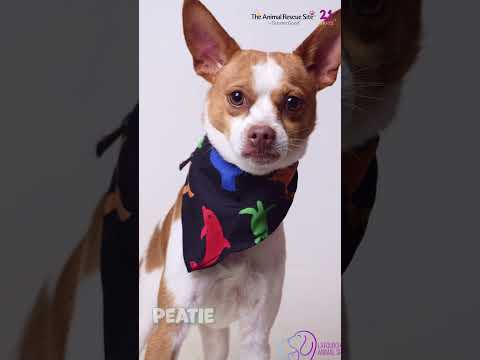The Luck of These At-Risk Shelter Pets is About to Change...