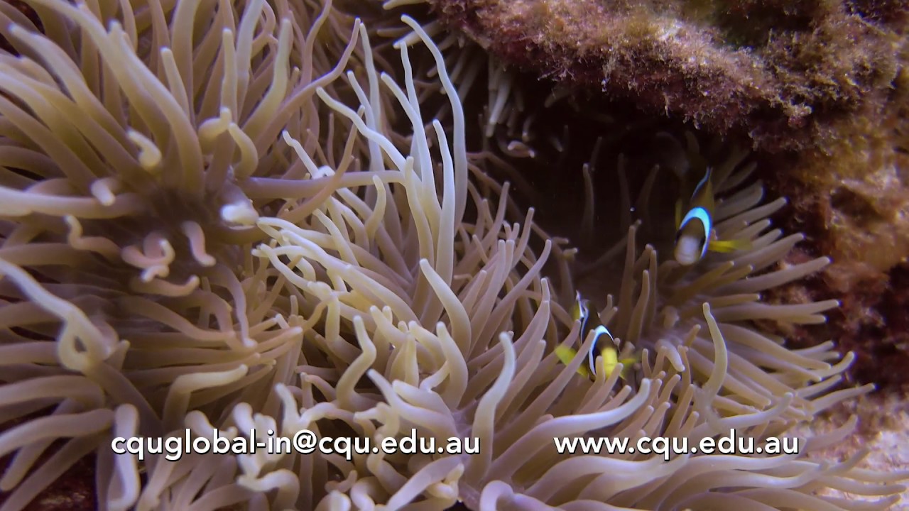 Central Queensland University (CQUniversity Australia) : Rankings, Fees ...