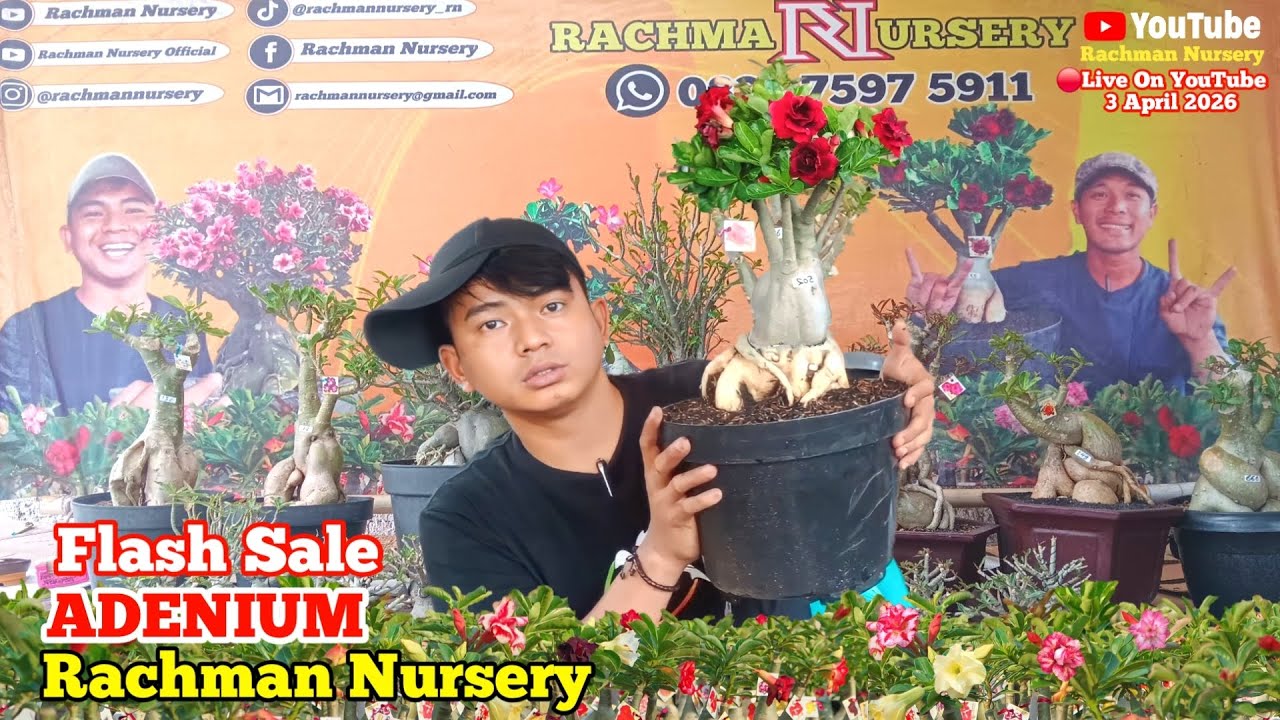 🔴 Live Flash Sale Adenium Bunga Tumpuk Dan Karakter (3 April 2026) #rachmannursery #adenium