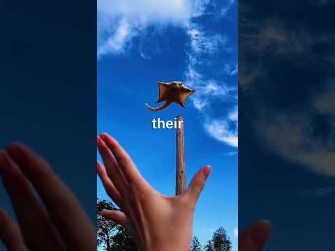 đŋī¸đ⨠Unveiling the Secrets: Explore the Wondrous World of Flying Squirrels! đŠī¸đŗđ¤Š