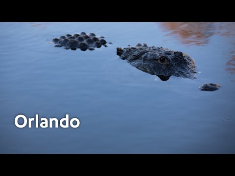 Orlando Travel Guide | Southwest Destinations