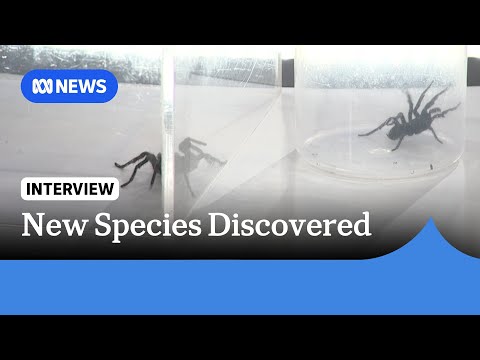 Spider enthusiast discovers huge new species of deadly funnel web | ABC News