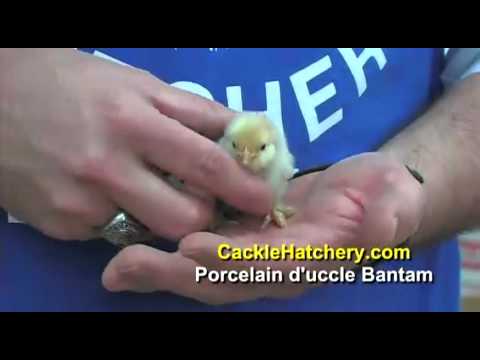 Porcelain D'uccle Bantam Chicken Breed | Cackle Hatchery
