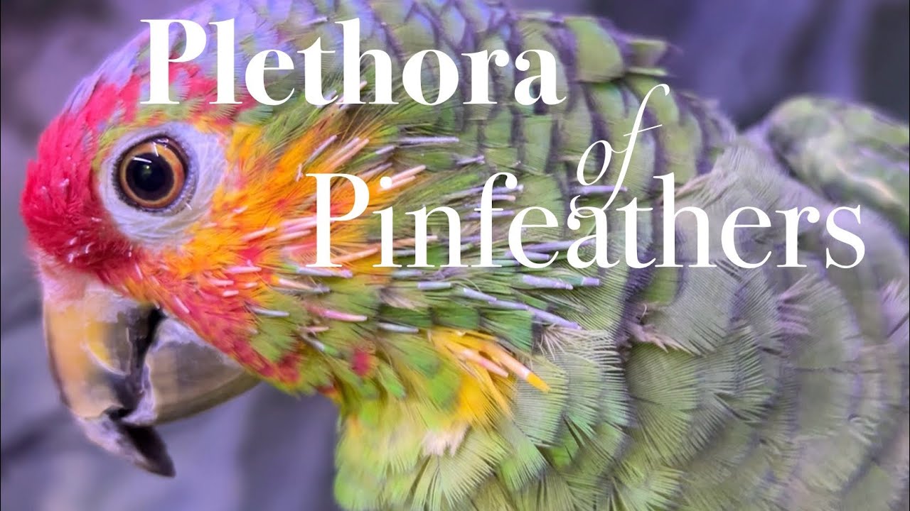 Super satisfying pinfeather preening