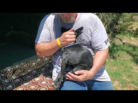 CCPAL pup Magnolia