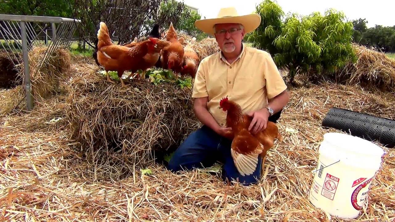 Review of Red Star Chickens from McMurray Hatchery