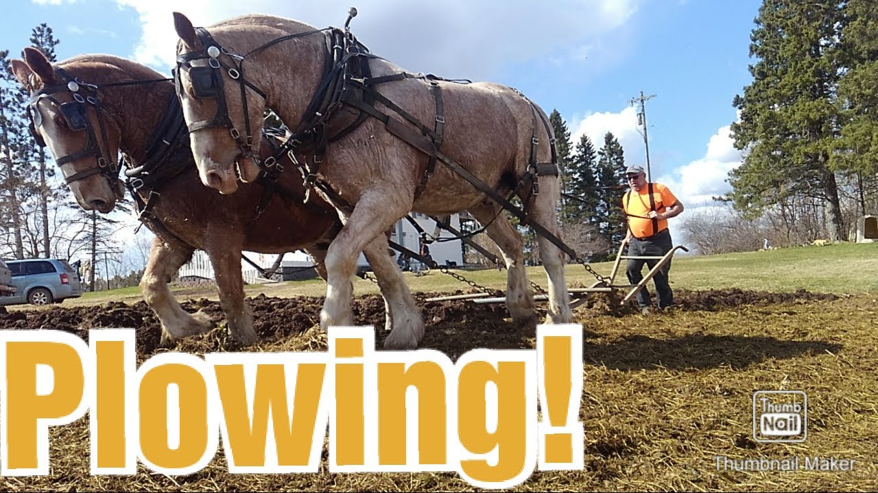 Draft Horses on a Walking Plow