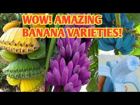 BANANA VARIETIES/BANANA FRUIT WITH IT'S NAMES @margiepulido21