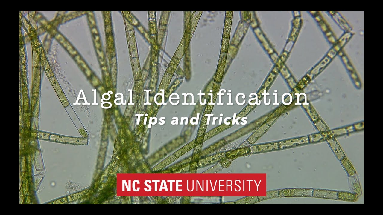 Introduction to Algae Identification: Tips & Tricks