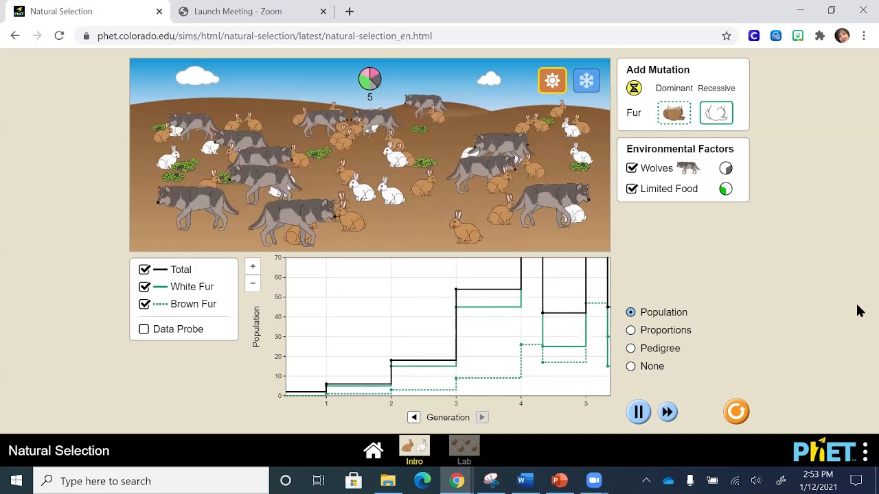 Natural selection lab video PHET