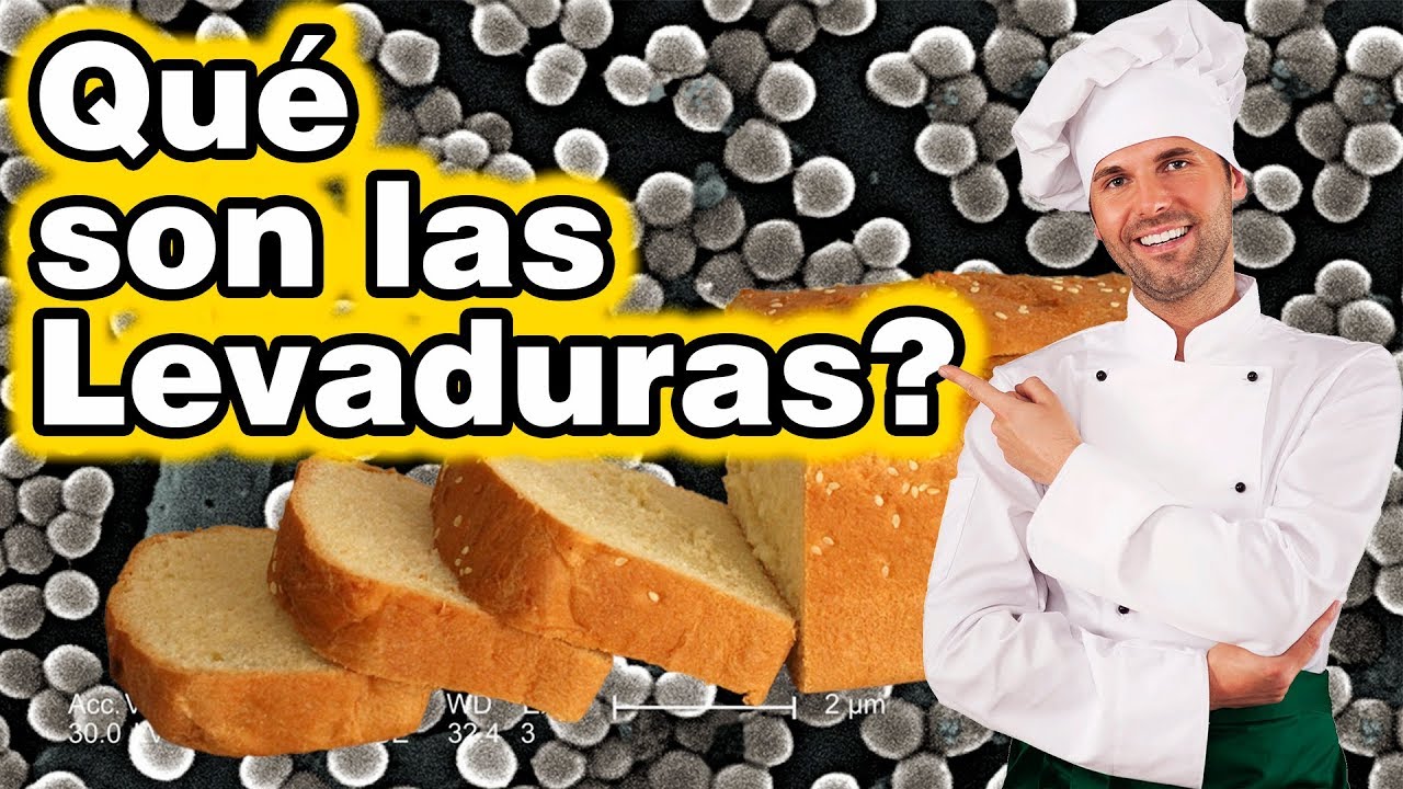 What are yeasts? What is their importance? How can I see them reproducing?
