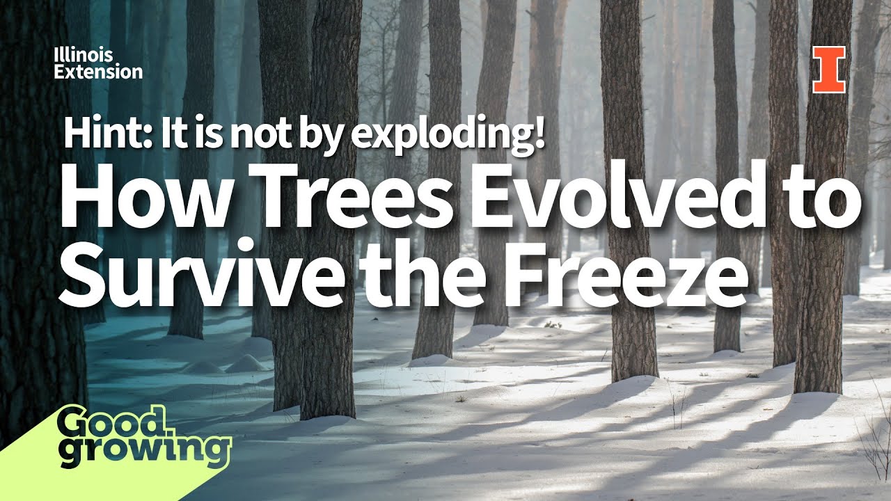 Gardenbite: How Trees Survive Cold Winters | #GoodGrowing