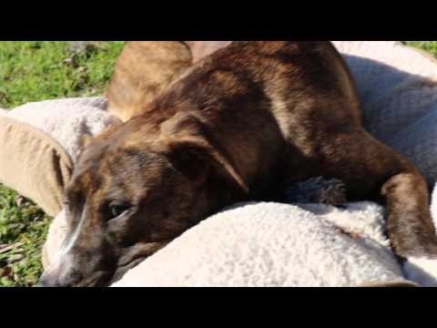 Quinn Plott Hound Lytle Boy