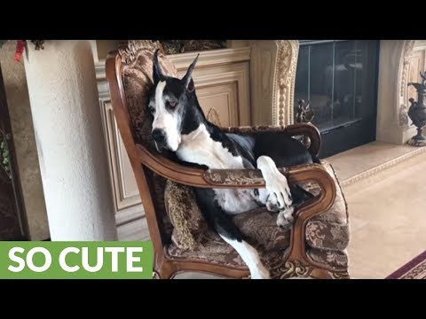 Farewell tribute to Max and Katie the Great Danes