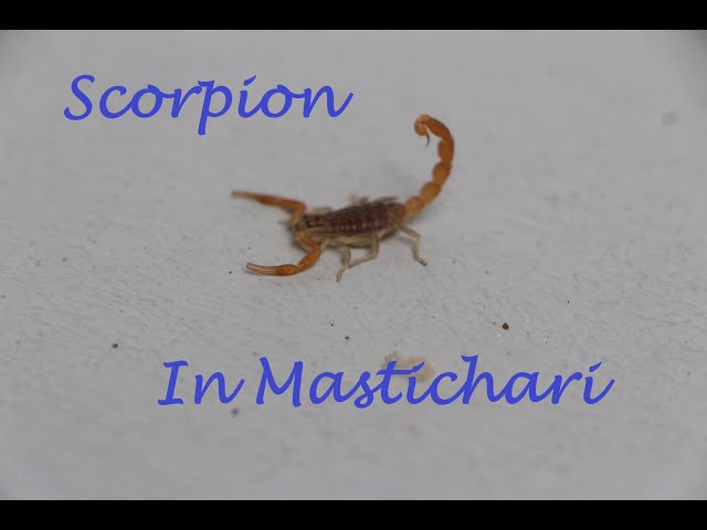 Fauna and flora. Animals and plants of the island of Kos in Greece.