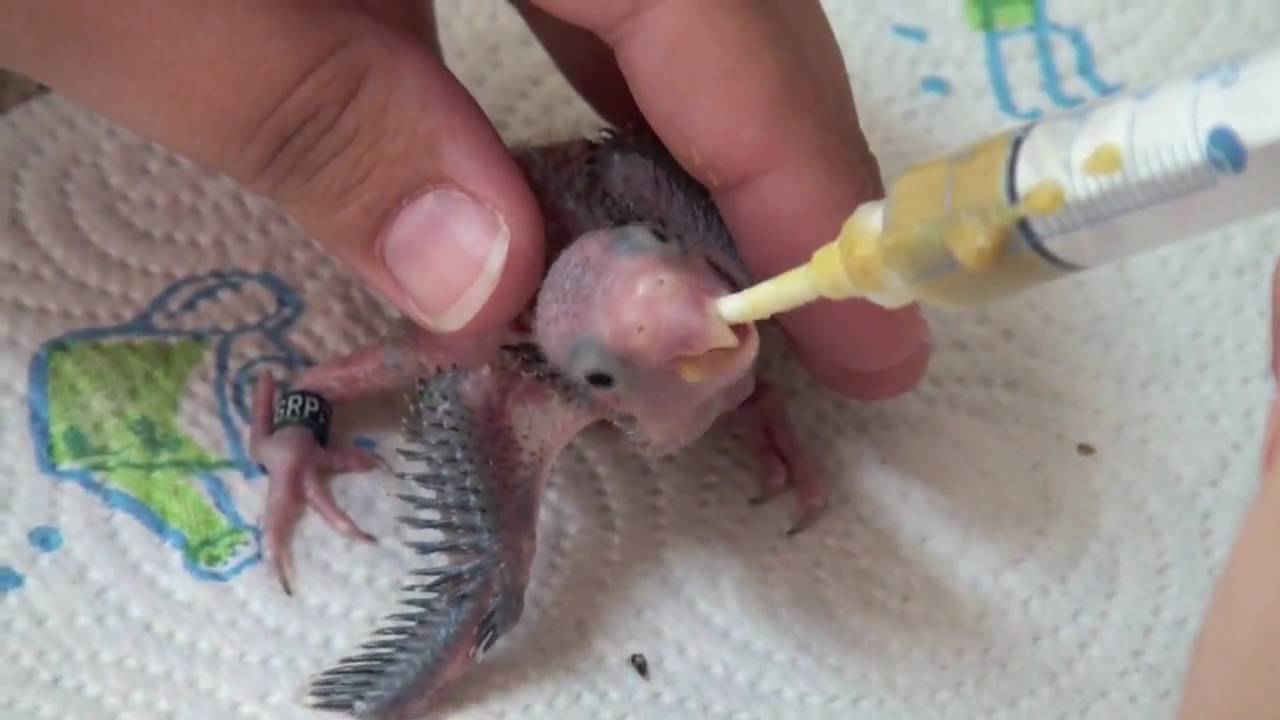 Littletweet.com : Baby Parrotlet being Hand Fed