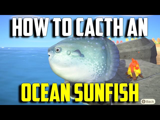 Ocean sunfish in Animal Crossing: New Horizons — How to catch it and ...