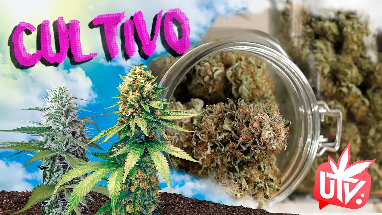 Tips for curing and preserving your flowers 🌼